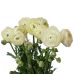 Ranunculus Cream - Potomac Floral Wholesale
