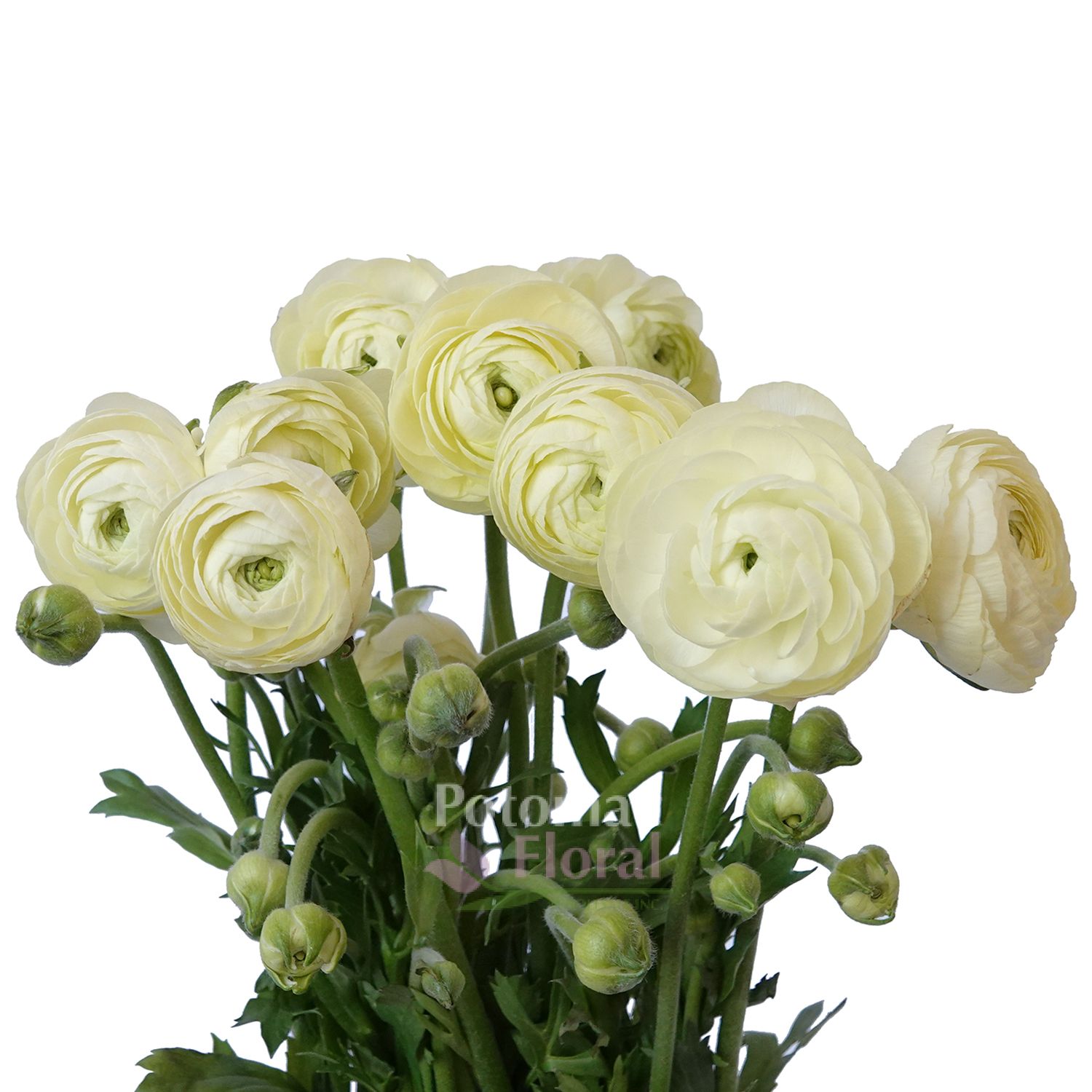 Ranunculus Cream - Potomac Floral Wholesale