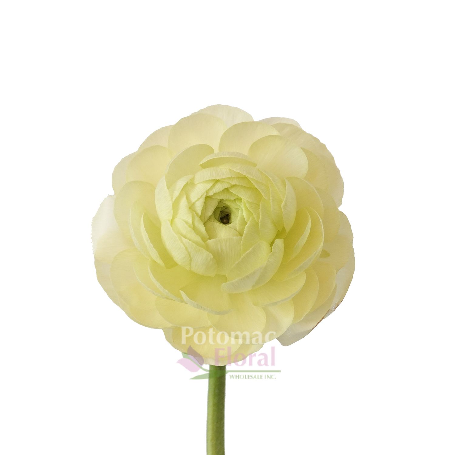 Ranunculus Cream - Potomac Floral Wholesale