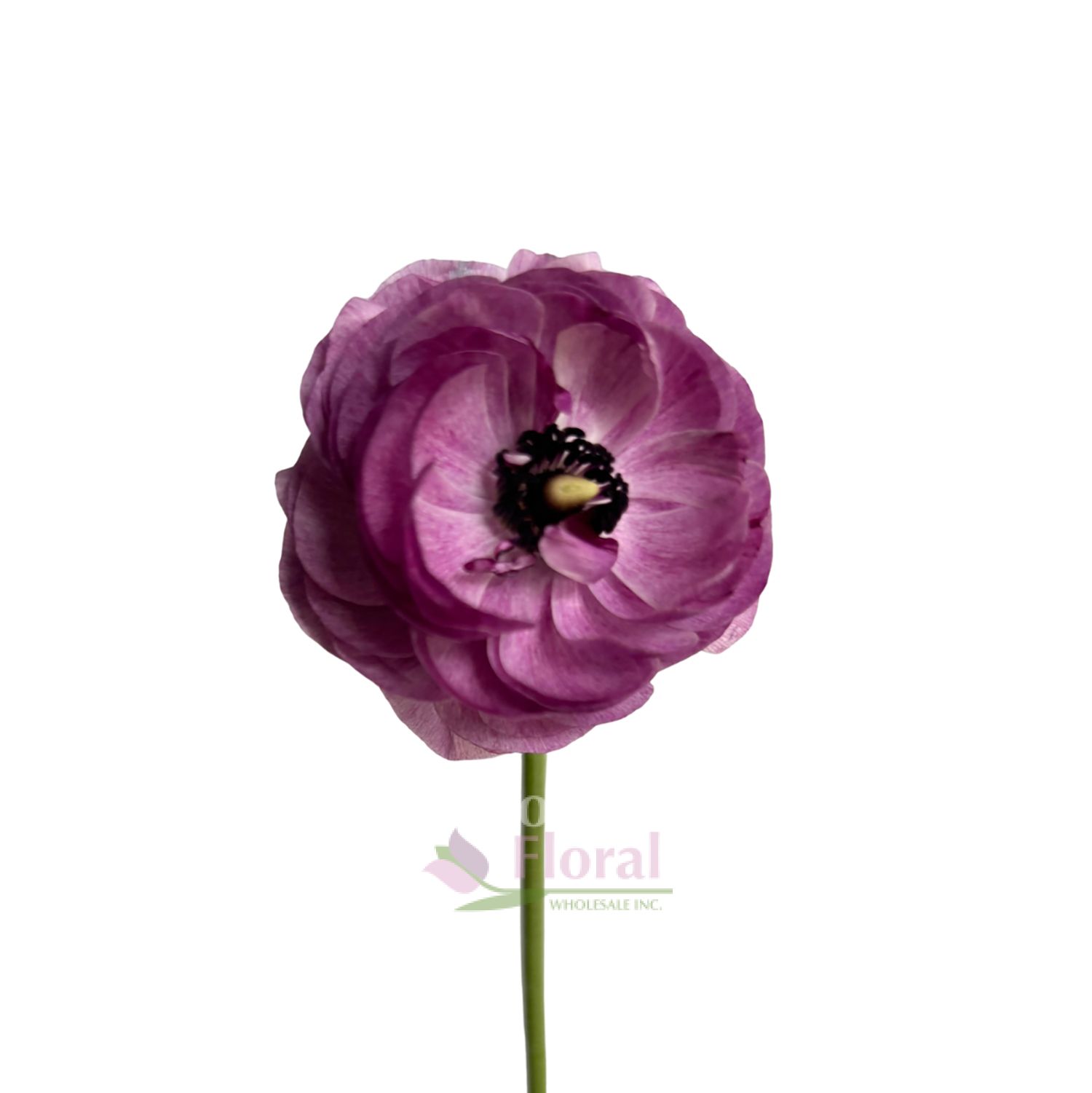 Ranunculus Dark Lavender - Potomac Floral Wholesale