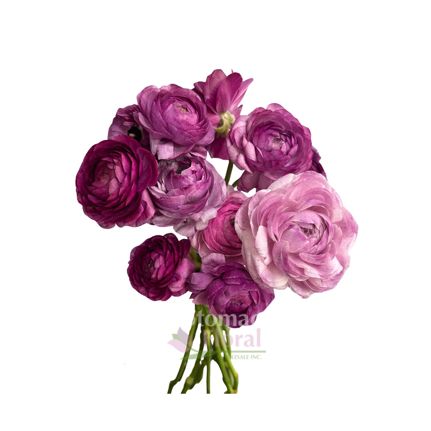 Ranunculus Dark Lavender - Potomac Floral Wholesale