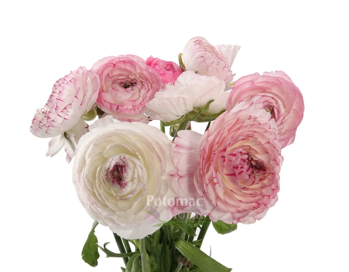 Ranunculus Novelty Cream with burgundy-pink edge - Potomac Floral Wholesale