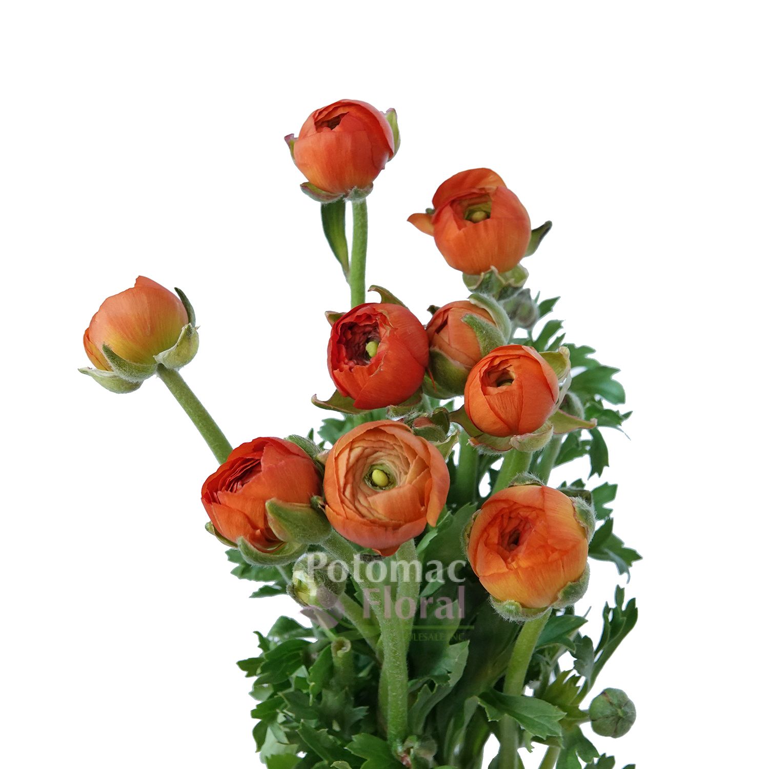 Ranunculus Orange - Potomac Floral Wholesale