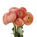 Ranunculus Peach - Potomac Floral Wholesale