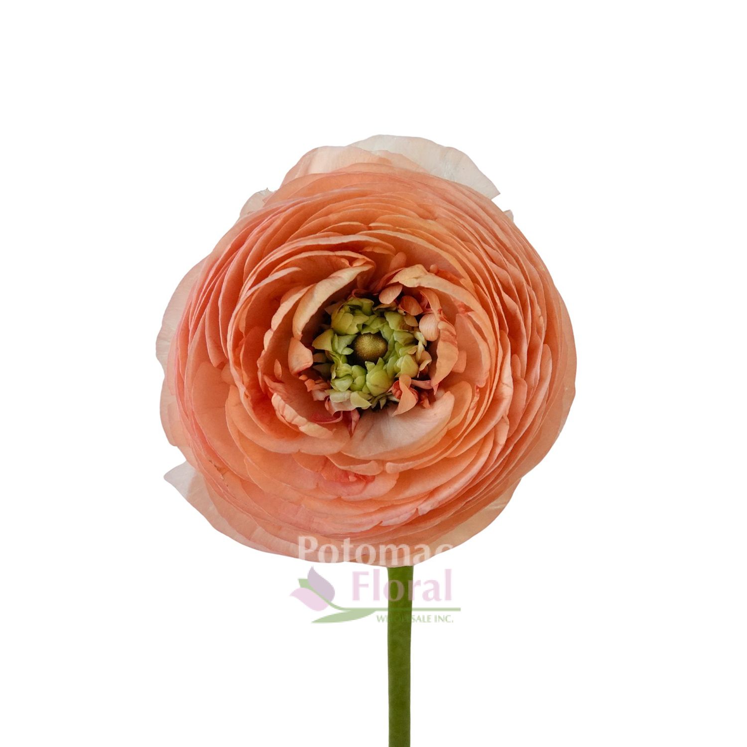 Ranunculus Peach - Potomac Floral Wholesale