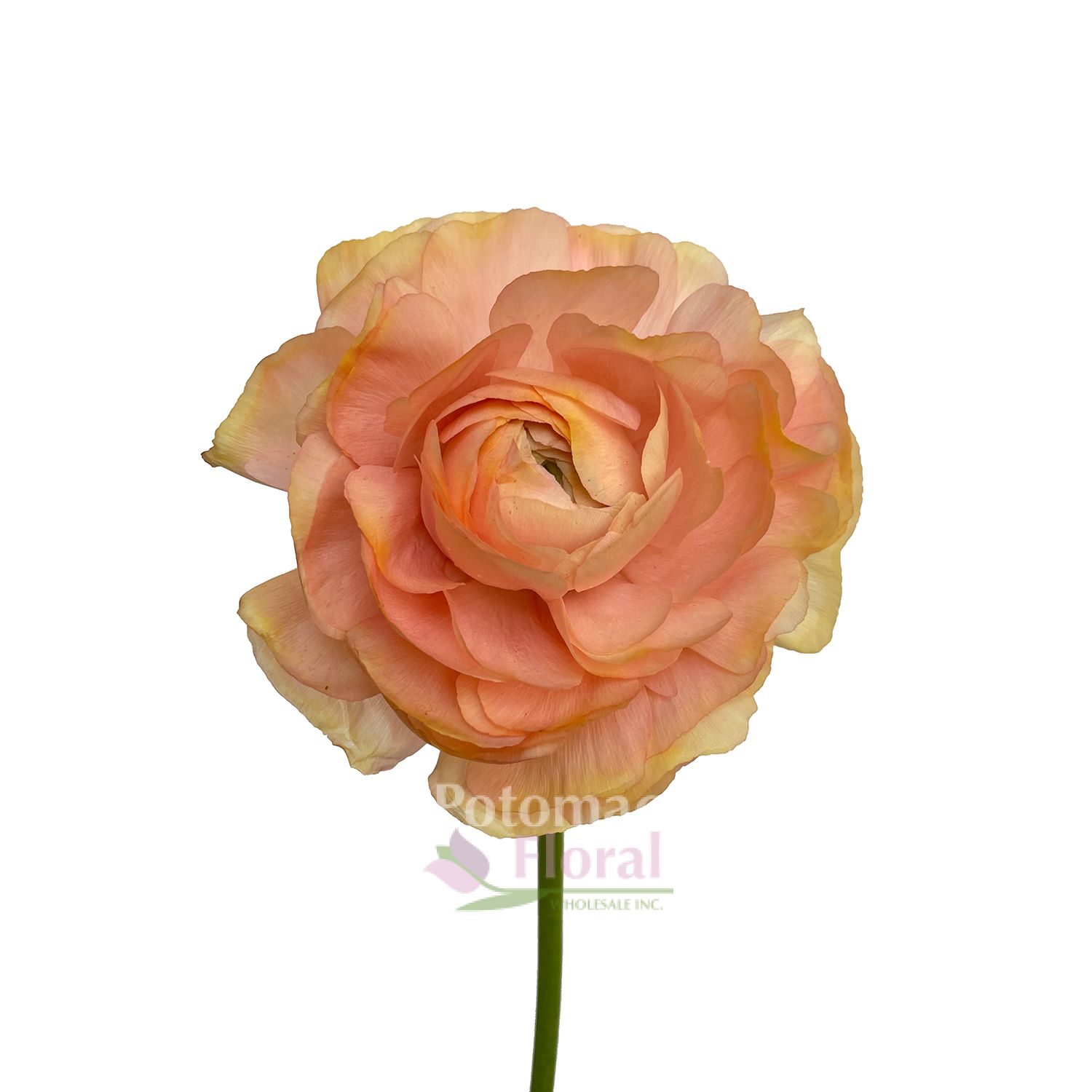 Ranunculus Peach - Potomac Floral Wholesale