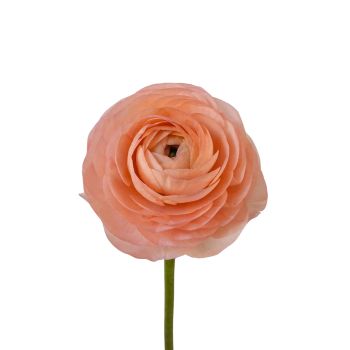 Ranunculus Peach - Potomac Floral Wholesale