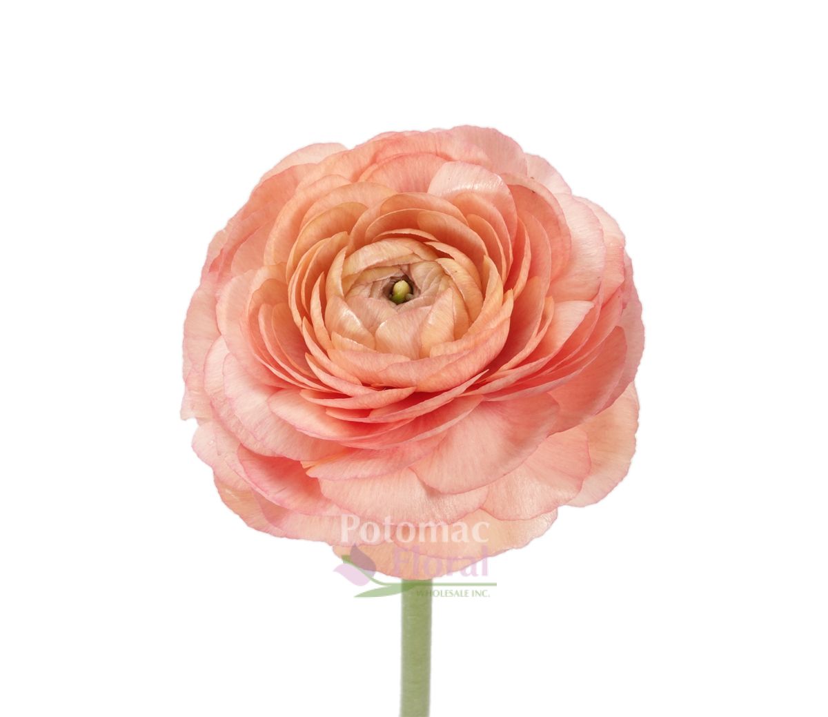 Ranunculus, Mixed Peachy Pink Colors - Potomac Floral Wholesale