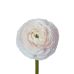 Ranunculus Super Cloni Blush Pink, Hanoi - Potomac Floral Wholesale