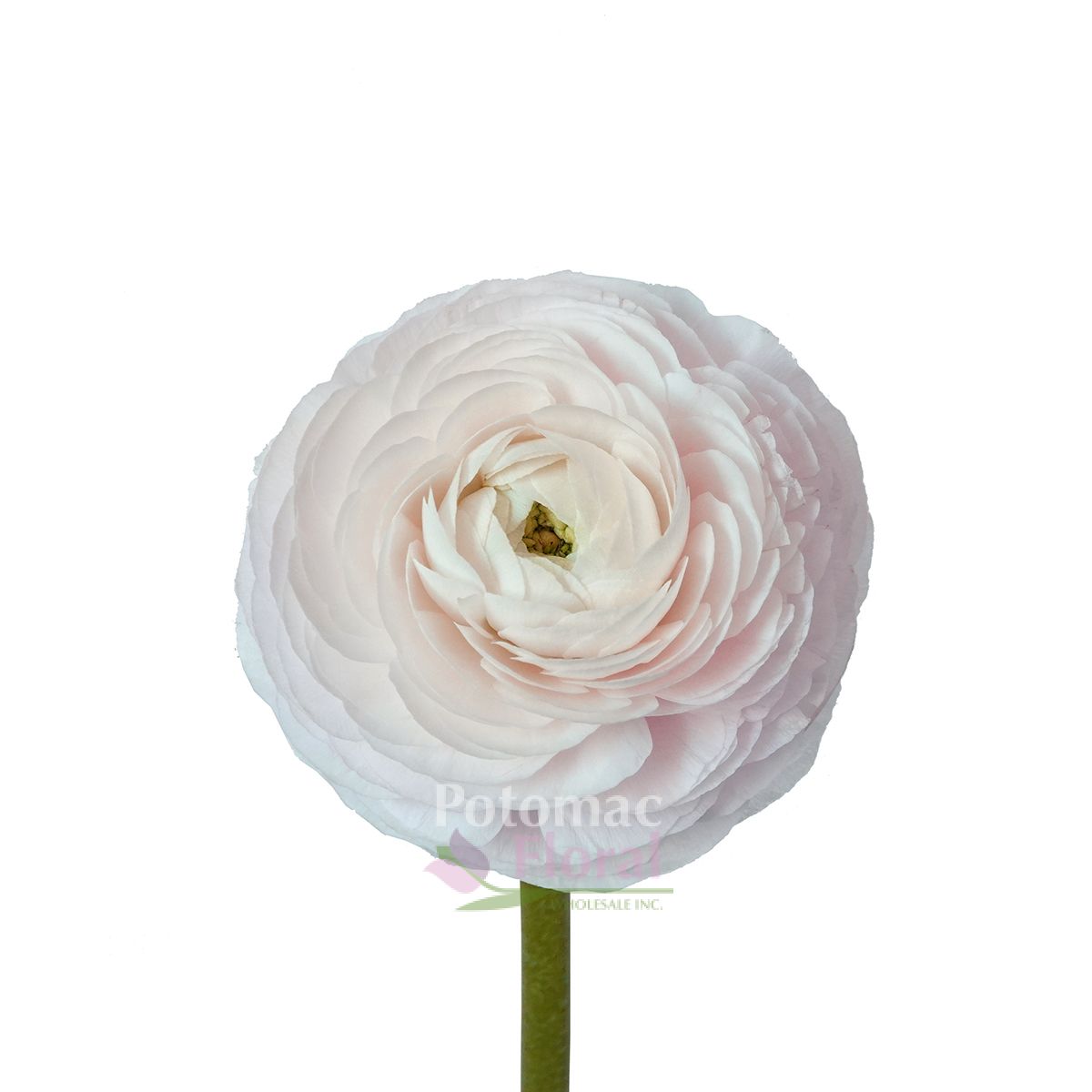 Ranunculus Super Cloni Blush Pink, Hanoi - Potomac Floral Wholesale