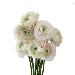 Ranunculus Super Cloni Blush Pink, Hanoi - Potomac Floral Wholesale