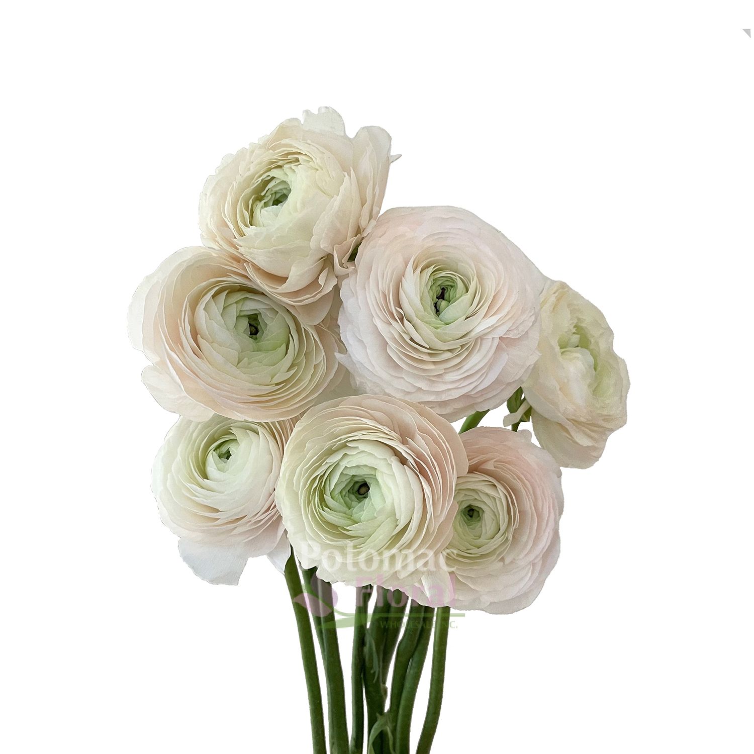 Ranunculus Super Cloni Blush Pink, Hanoi - Potomac Floral Wholesale