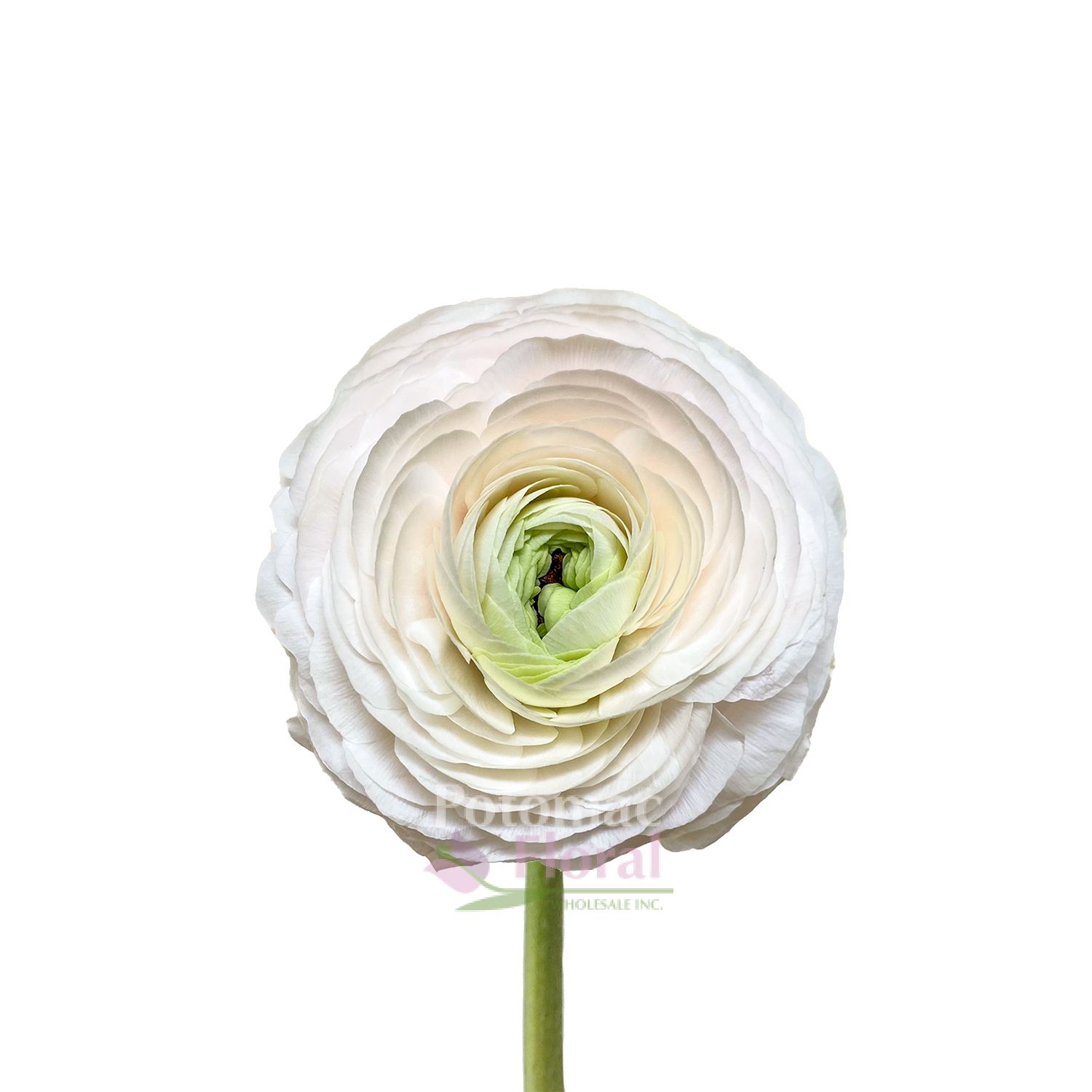 Ranunculus Super Cloni Blush Pink, Hanoi - Potomac Floral Wholesale