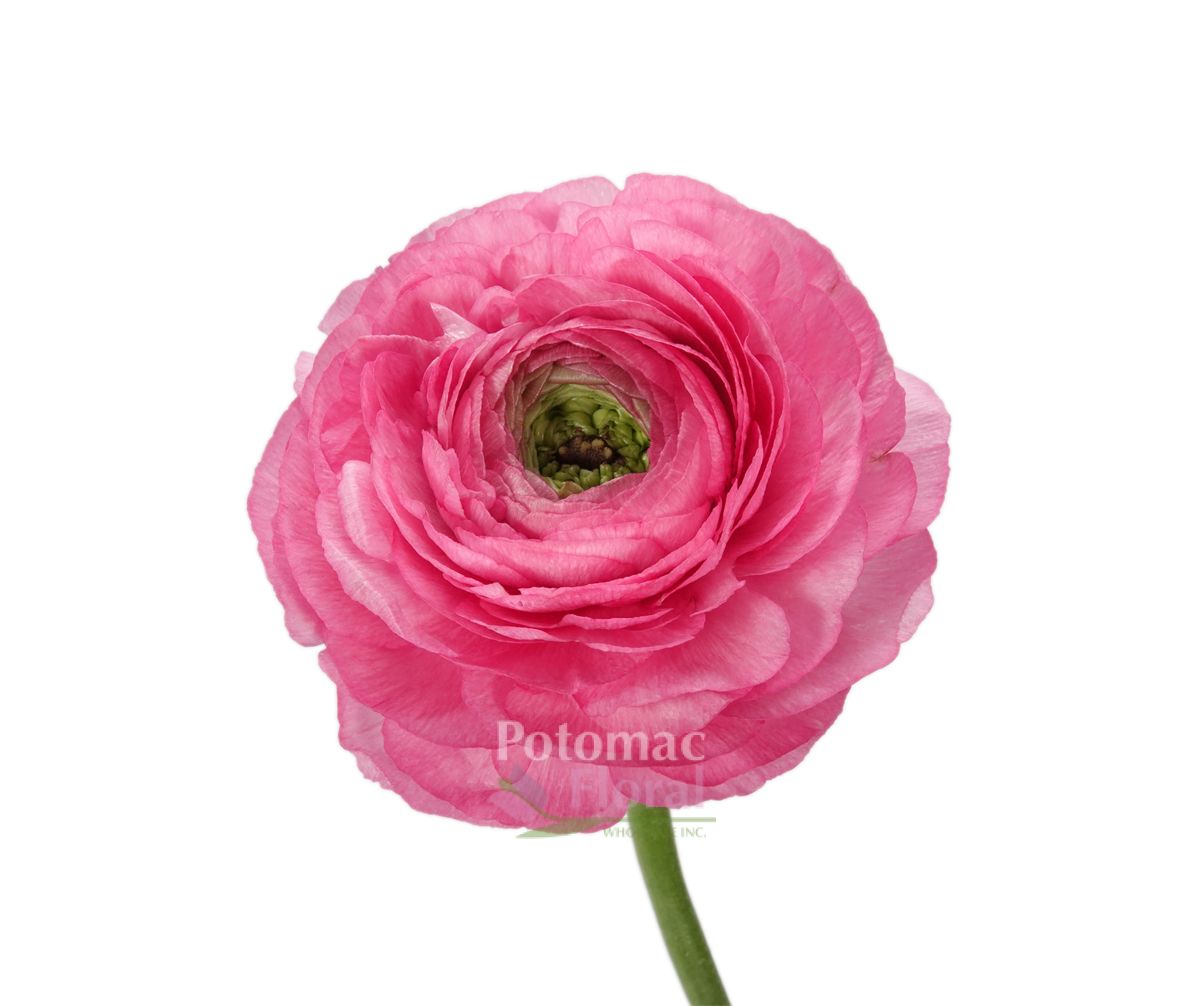 Ranunculus Super Cloni Dark to Medium Pink - Potomac Floral Wholesale