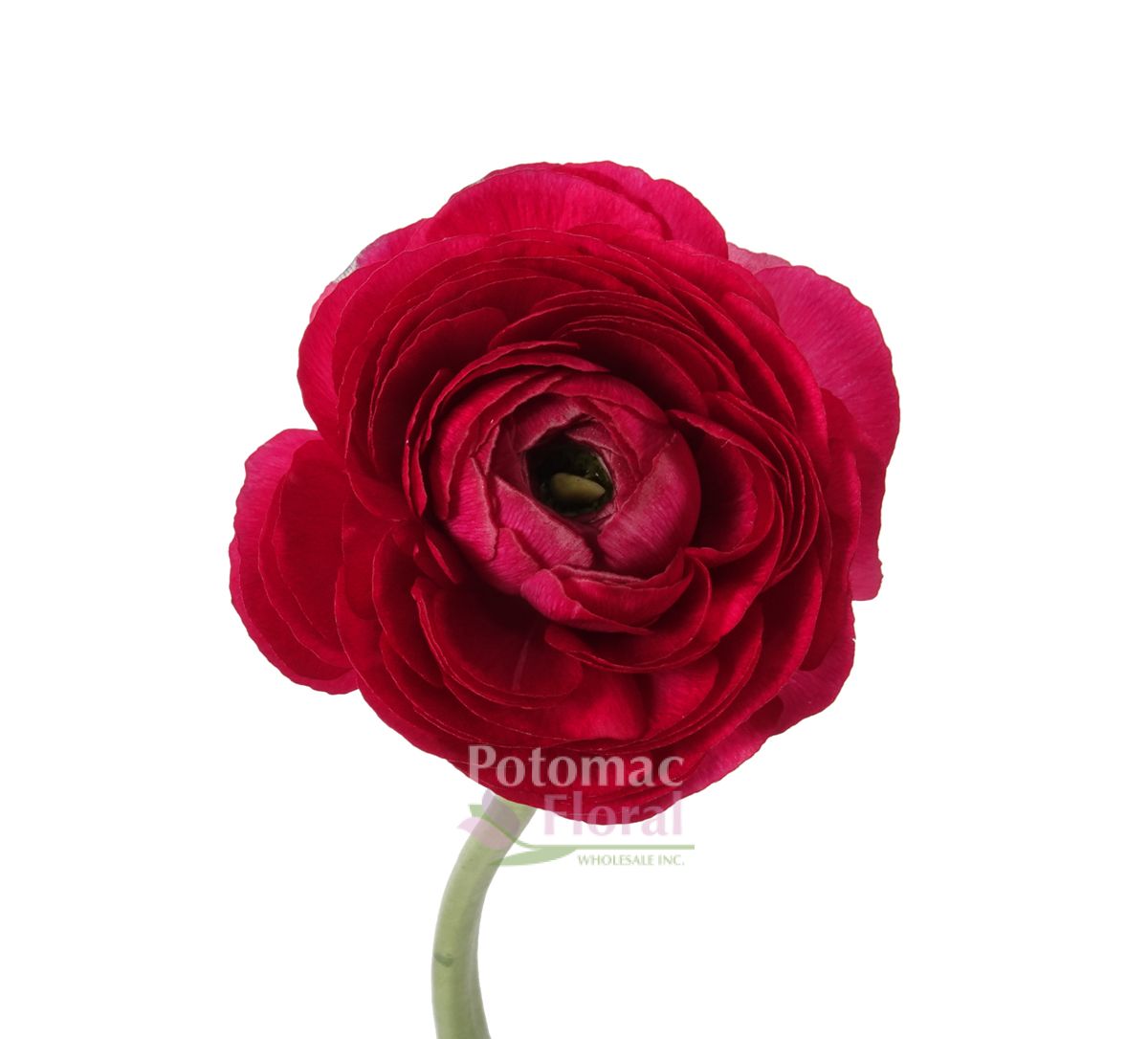 Ranunculus Hot Pink - Potomac Floral Wholesale