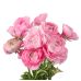 Ranunculus Light Pink to Medium Pink - Potomac Floral Wholesale