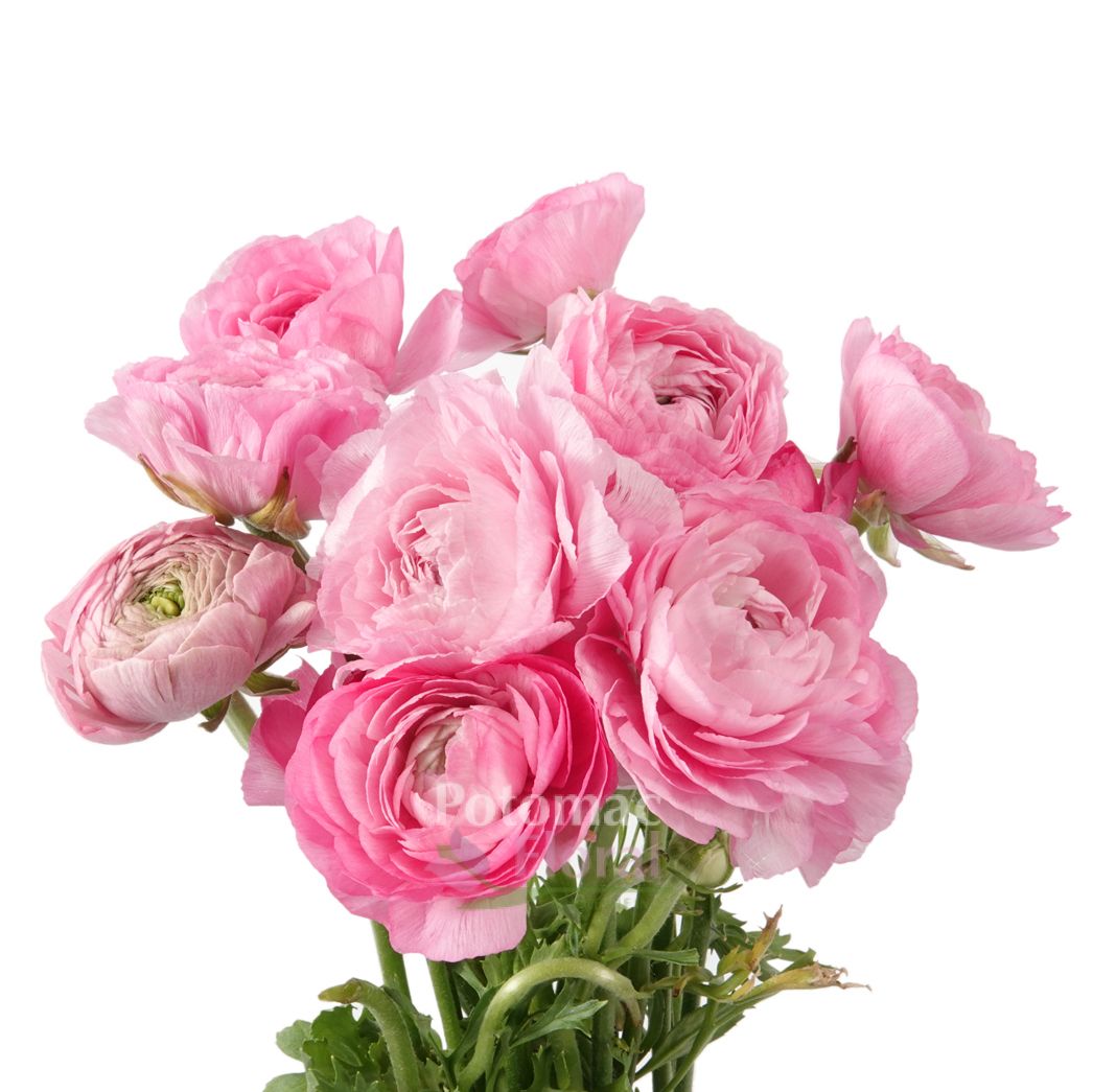 Ranunculus Light Pink to Medium Pink - Potomac Floral Wholesale