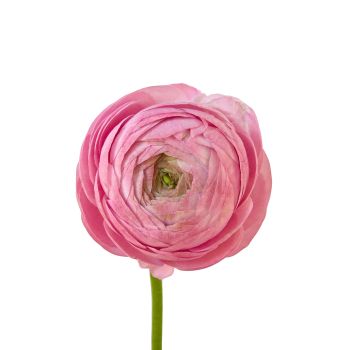 Ranunculus Light Pink to Medium Pink - Potomac Floral Wholesale