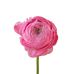 Ranunculus Light Pink to Medium Pink - Potomac Floral Wholesale