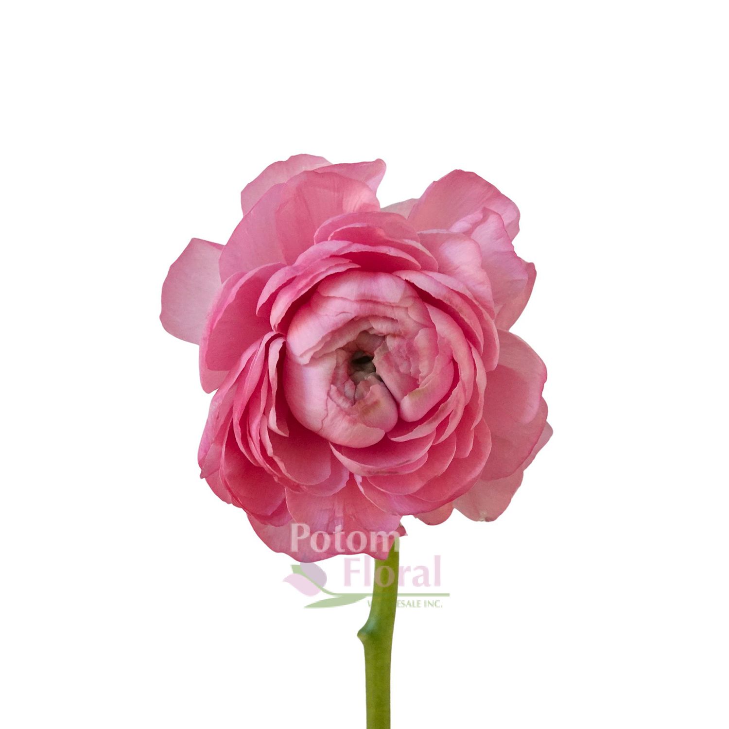 Ranunculus Light Pink to Medium Pink - Potomac Floral Wholesale