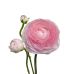 Ranunculus Light Pink to Medium Pink - Potomac Floral Wholesale
