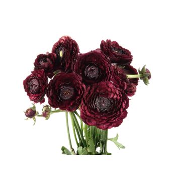 Ranunculus Dark Purple - Potomac Floral Wholesale
