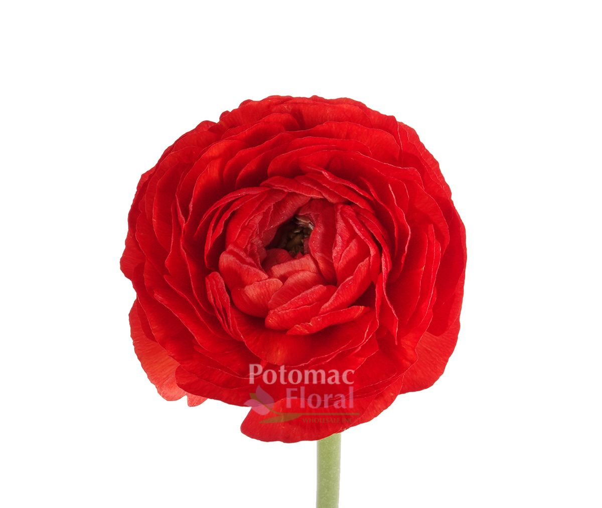 Ranunculus Red - Potomac Floral Wholesale