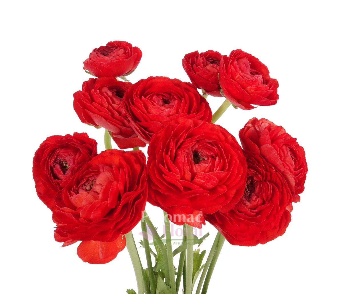 Ranunculus Red - Potomac Floral Wholesale