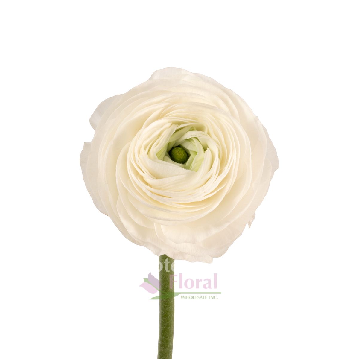 Ranuculus Cloni White - Potomac Floral Wholesale