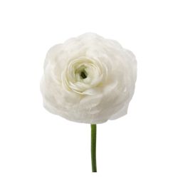 Potomac Floral Wholesale