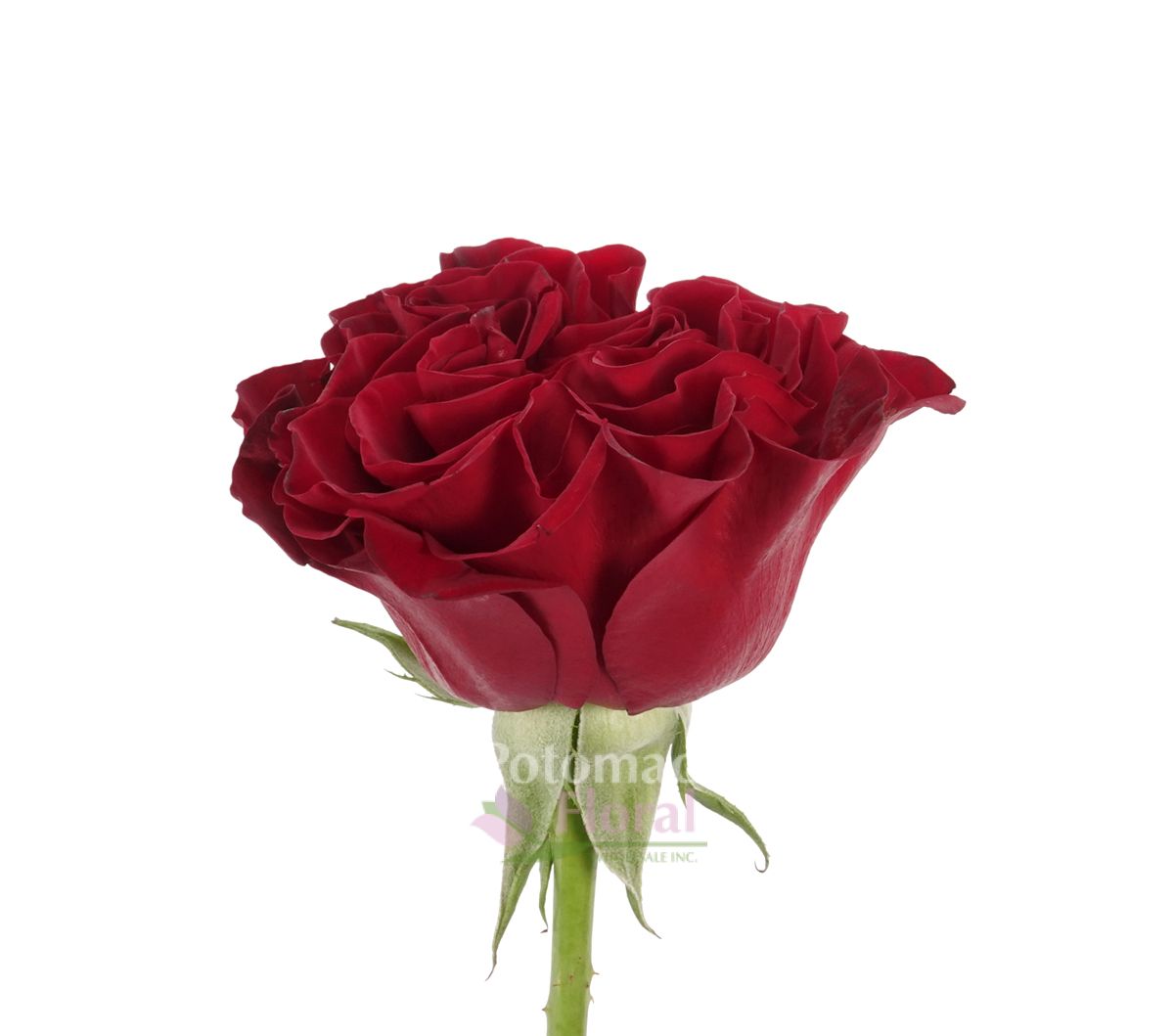 Roses, Hearts - Burgundy, 40cm - Potomac Floral Wholesale