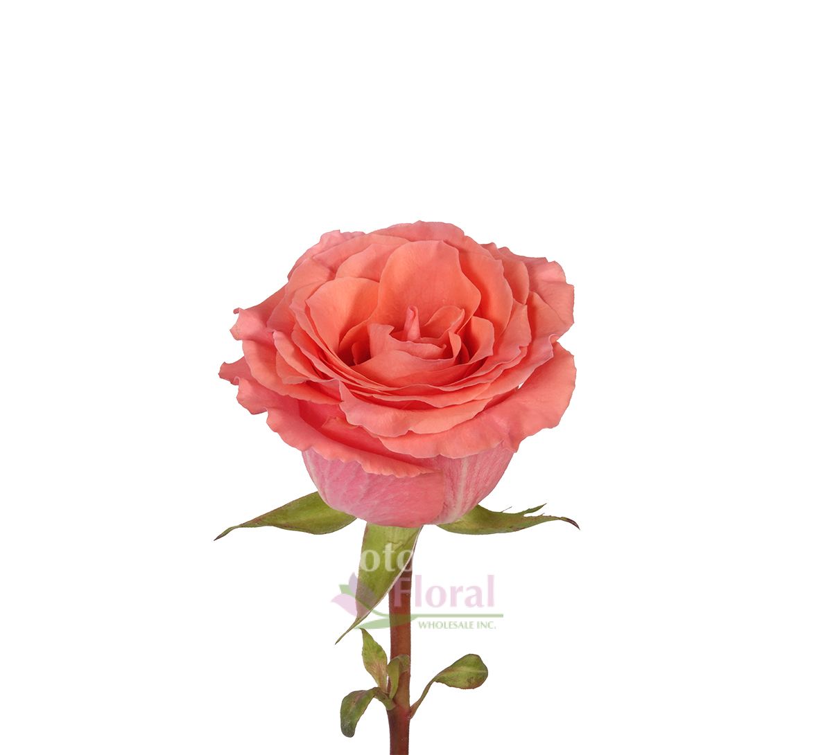 Roses, Amsterdam - Bright Coral 40 cm - Potomac Floral Wholesale