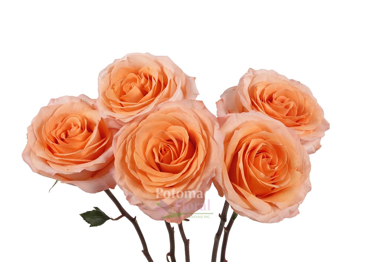 Rose, Coral Reef - Coral peach, 50 cm - Potomac Floral Wholesale
