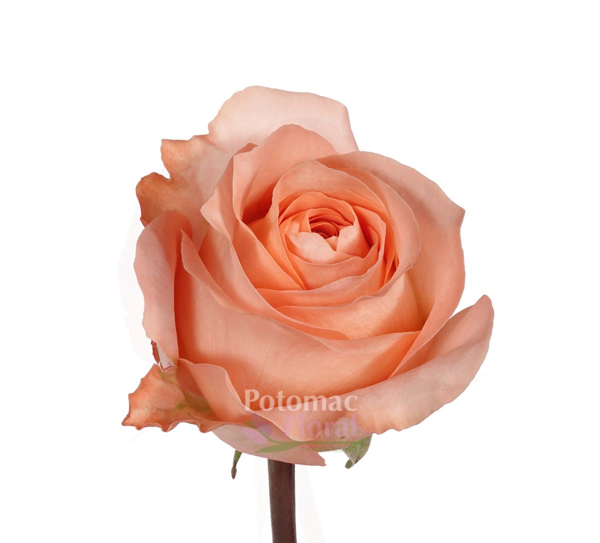 Rose, Coral Reef - Coral peach, 50 cm - Potomac Floral Wholesale