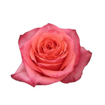 Rose, Hard Rock, 50 to 60 cm - Potomac Floral Wholesale