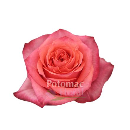 Altamira Rose, Coral/Watermelon - 50 to 60CM - Potomac Floral Wholesale