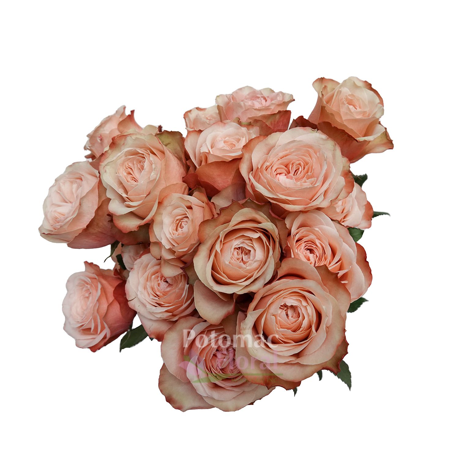Rose, Kahala - Coral Garden Style, 50 to 60 cm - Potomac Floral Wholesale