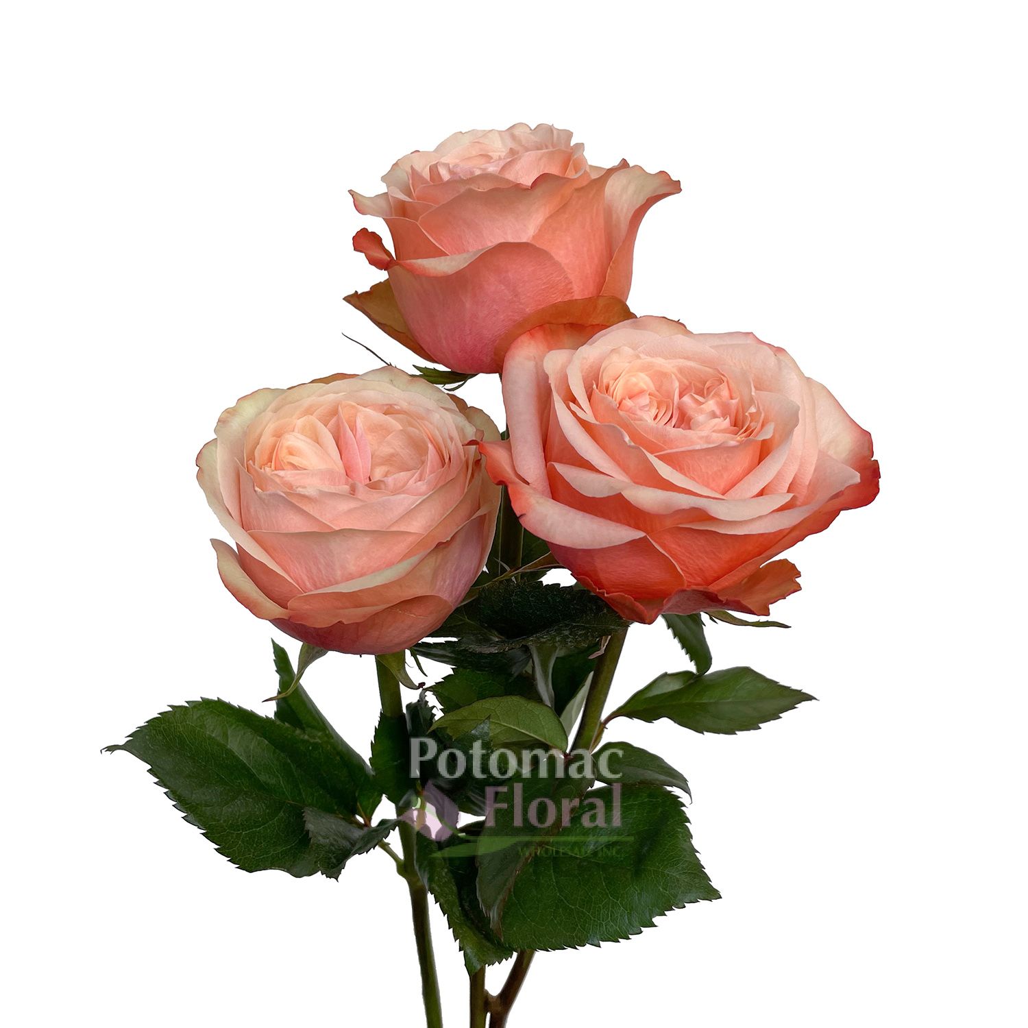 Rose, Kahala - Coral Garden Style, 50 to 60 cm - Potomac Floral Wholesale