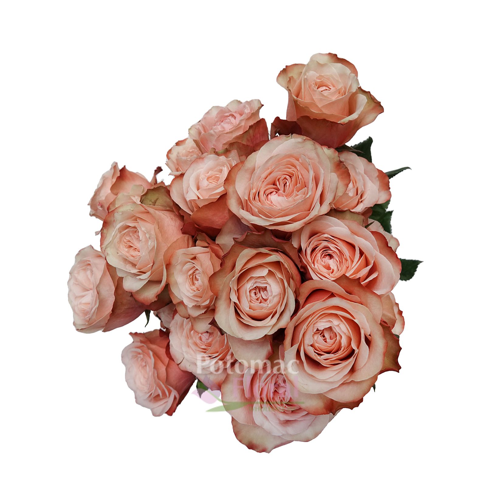 Rose, Kahala - Coral Garden Style, 50 to 60 cm - Potomac Floral Wholesale
