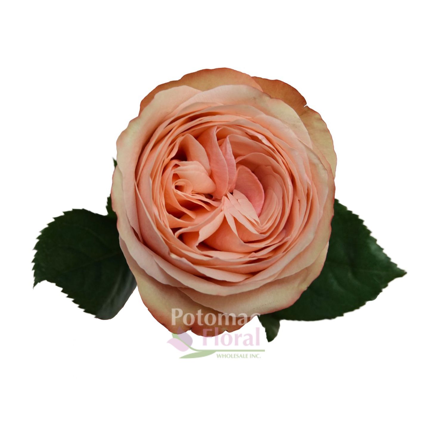 Rose, Kahala - Coral Garden Style, 50 to 60 cm - Potomac Floral Wholesale