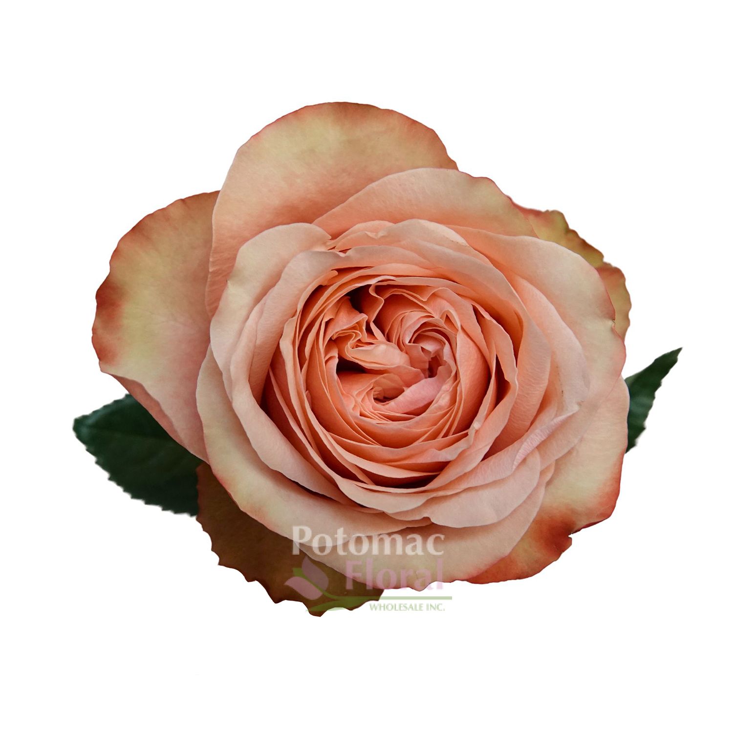 Rose, Kahala - Coral Garden Style, 50 to 60 cm - Potomac Floral Wholesale