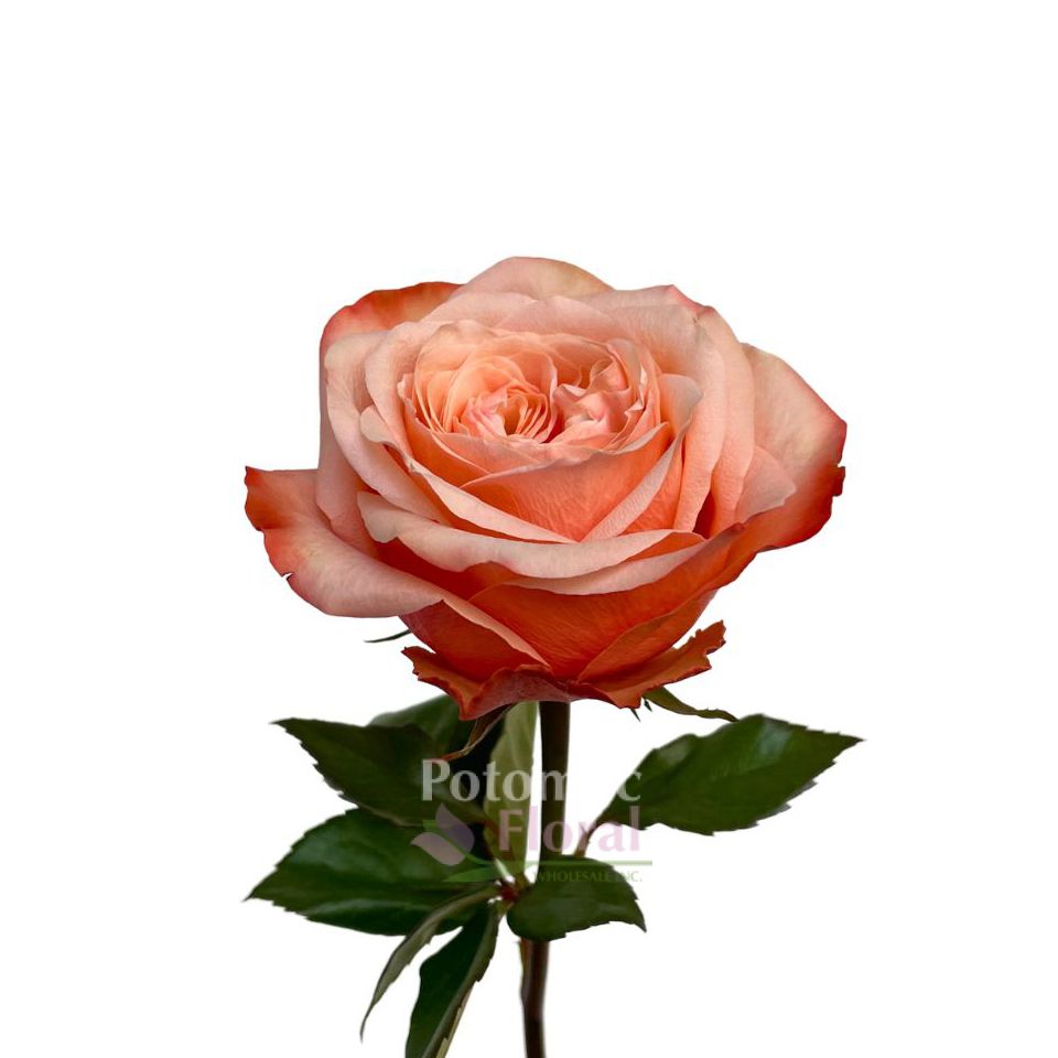 Rose, Kahala - Coral Garden Style, 50 to 60 cm - Potomac Floral Wholesale