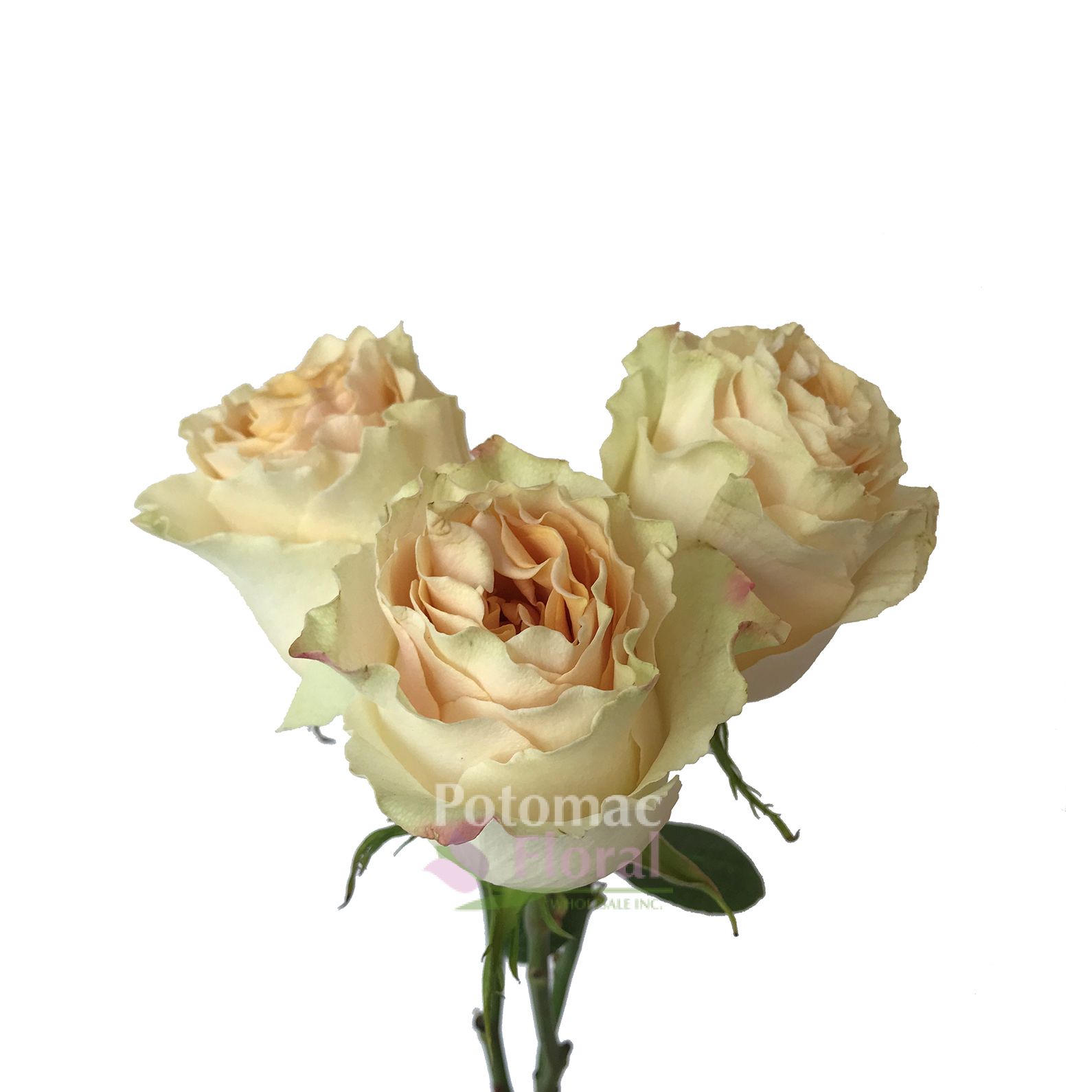 Cream Carpe Diem Rose Cream heavy petals , 40 to 50 cm - Potomac Floral ...