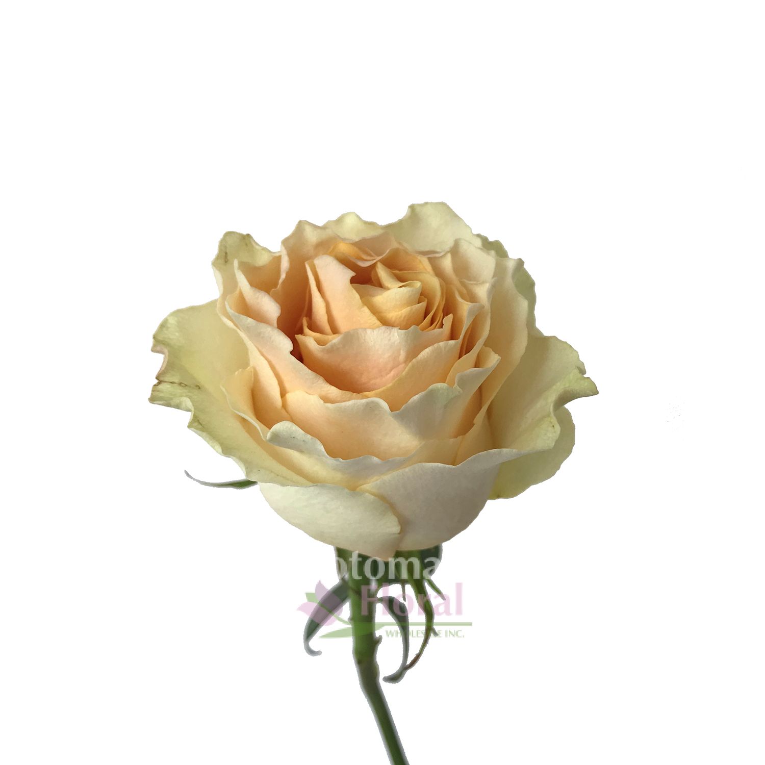 Cream Carpe Diem Rose Cream heavy petals , 40 to 50 cm - Potomac Floral ...