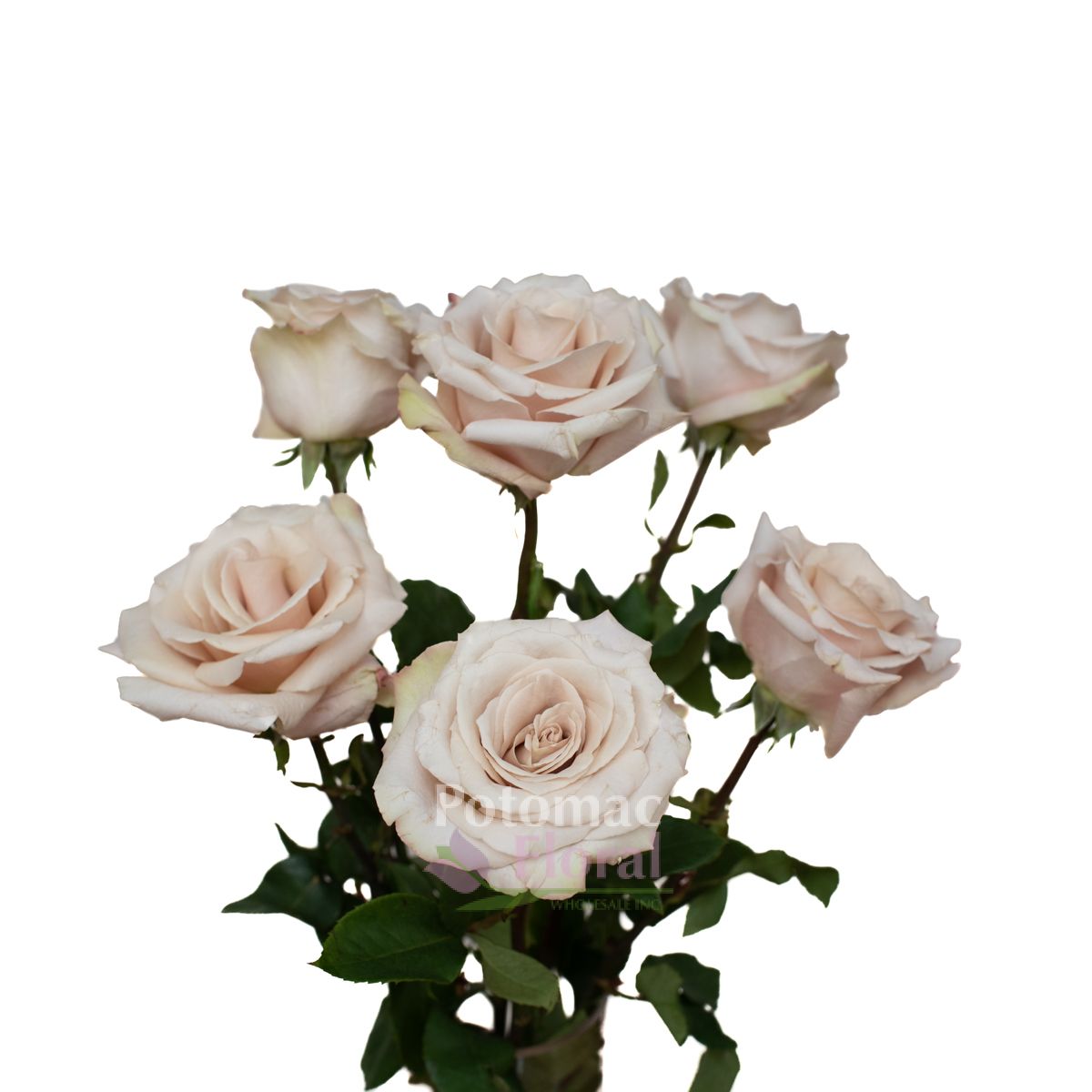 Rose, Quicksand - Sandy Cream 50 cm - Potomac Floral Wholesale