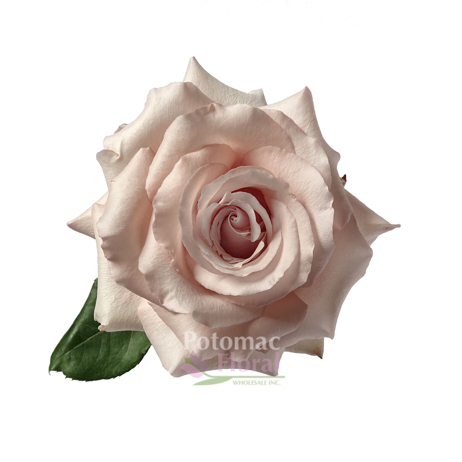 Rose, Quicksand - Sandy Cream 60 cm - Potomac Floral Wholesale