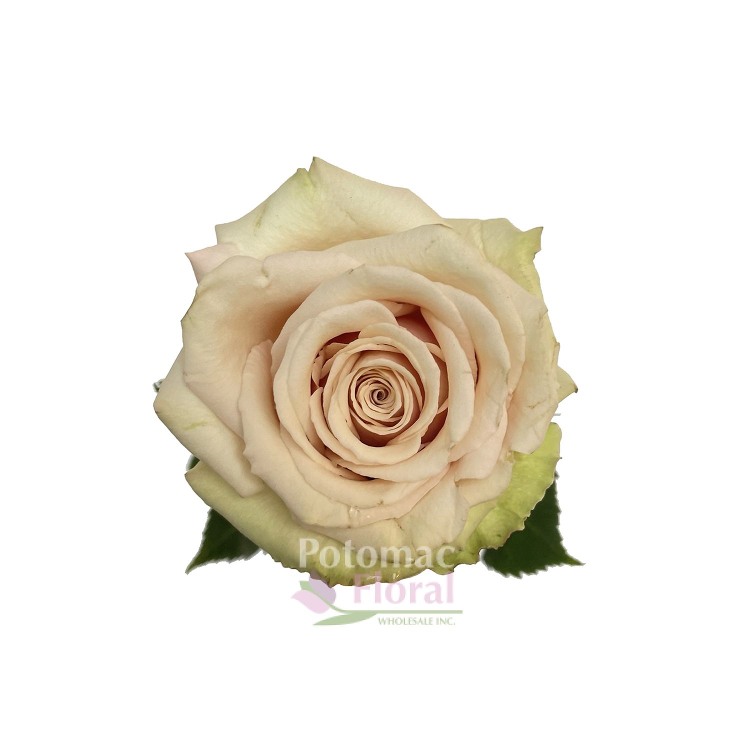 Rose, Sahara - Sandy Cream/Beige, 40 cm - Potomac Floral Wholesale
