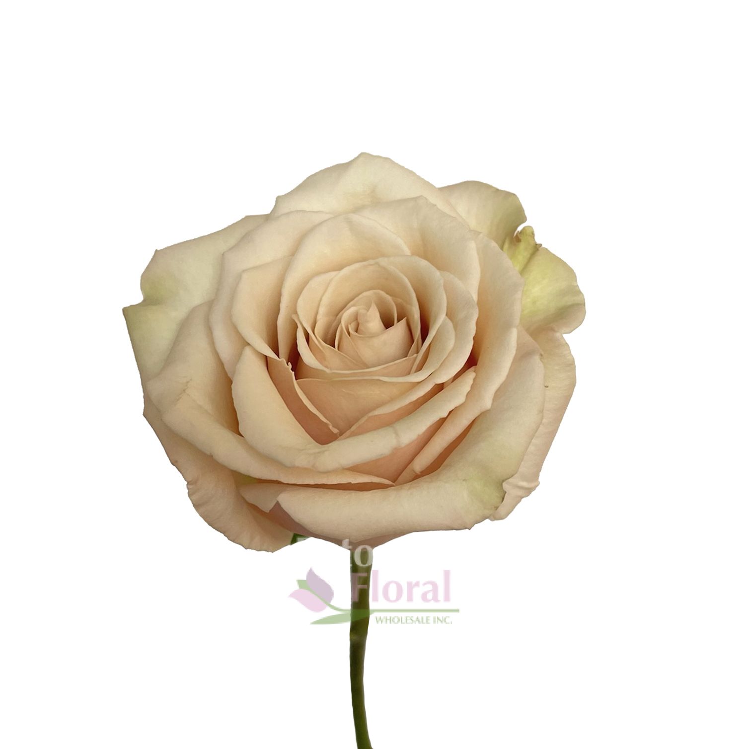 Rose, Sahara - Sandy Cream/Beige, 40 cm - Potomac Floral Wholesale