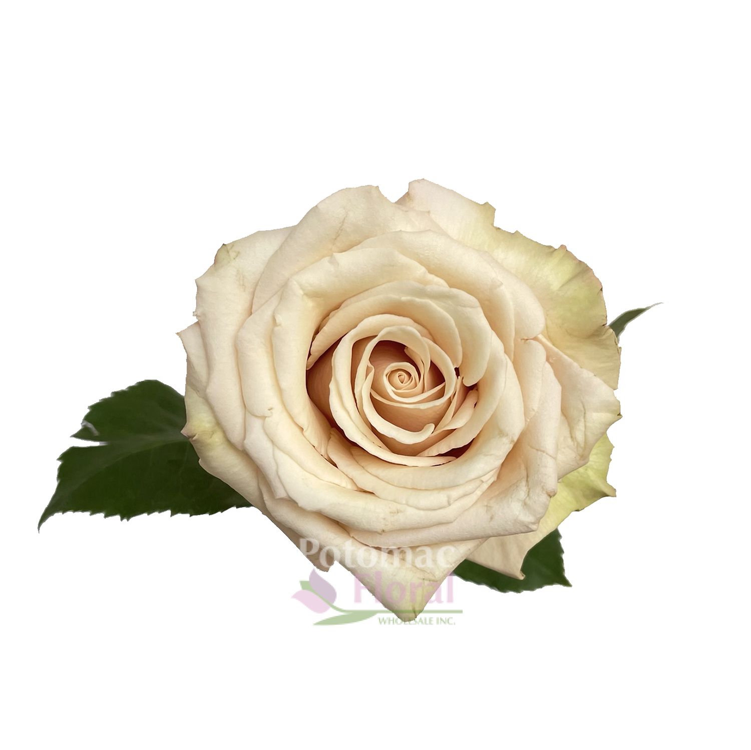 Rose, Sahara - Sandy Cream/Beige, 40 cm - Potomac Floral Wholesale