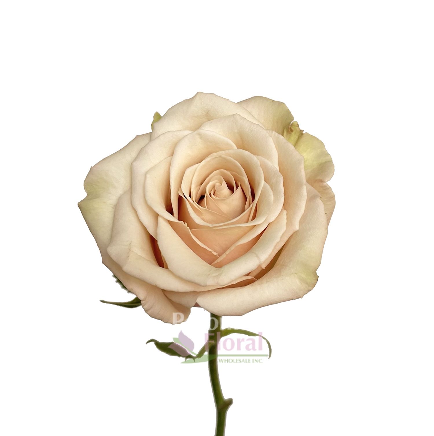 Rose, Sahara - Sandy Cream/Beige, 40 cm - Potomac Floral Wholesale
